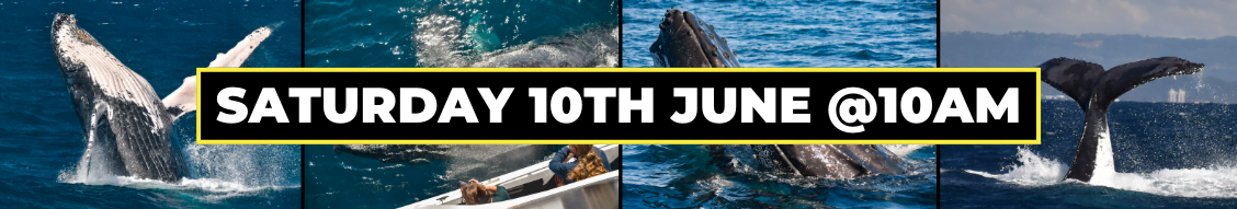 Celebrate Humpback Whales Return Welcome With Sunreef